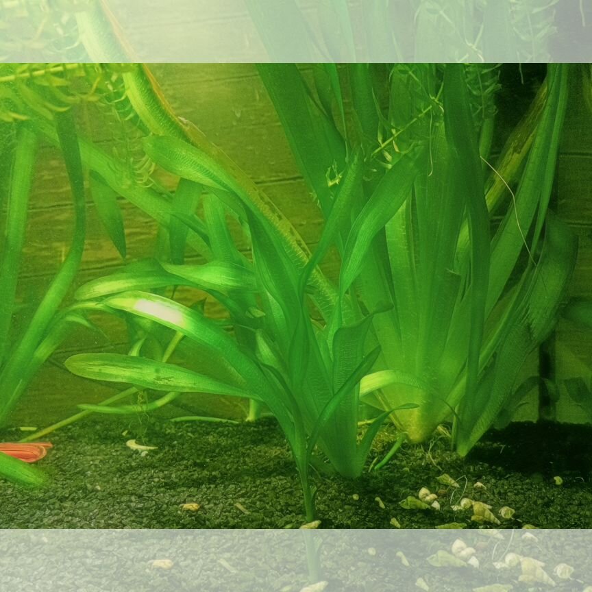 Аквариумное растение