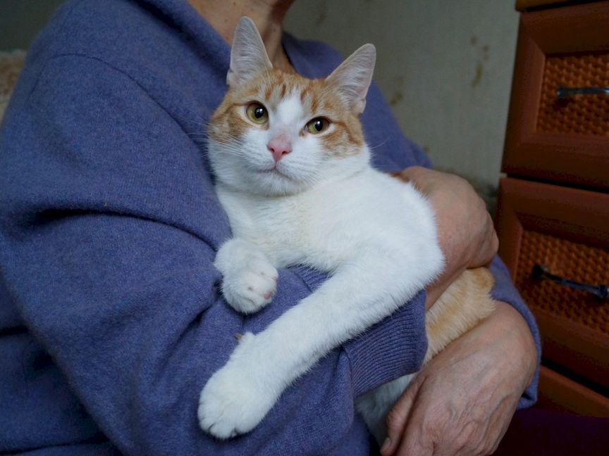 Рыжий кот-подросток Сёмушка