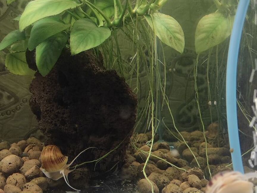 Тео (аквариум с теодоксусом)