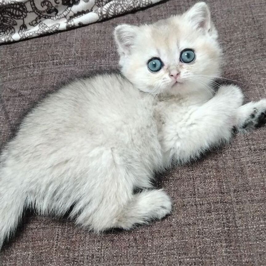 Шотландская