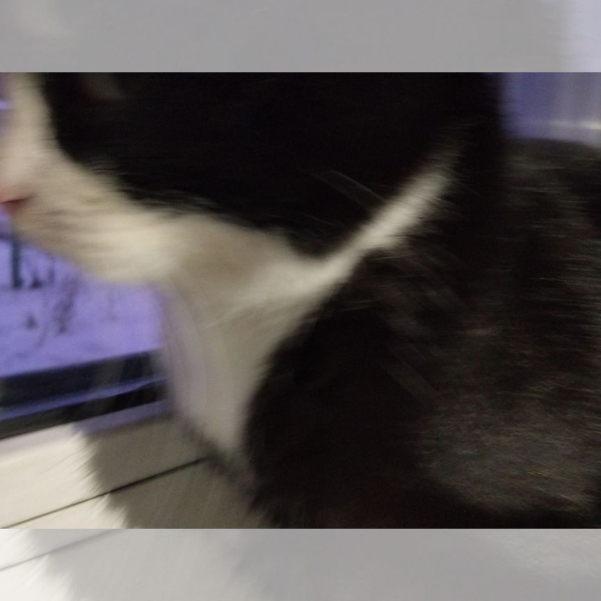 Кошка чернышка