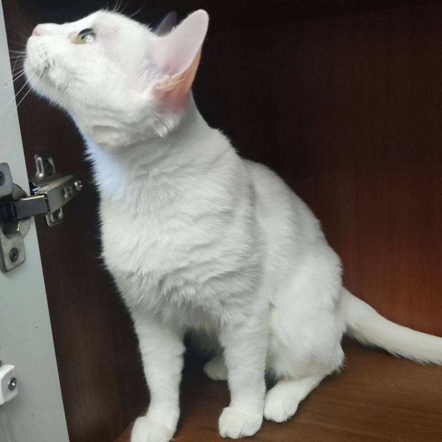 Белая кошка