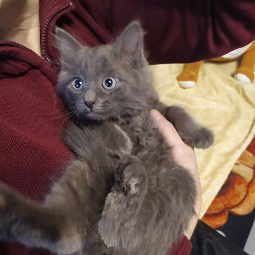 Котята