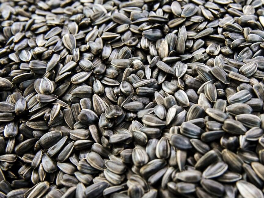 Подсолнечник. Влажность 10-11