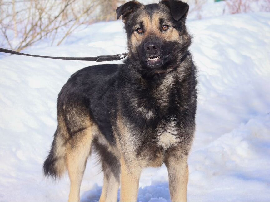 Кобель 2,5 года Джеймс в добрые руки