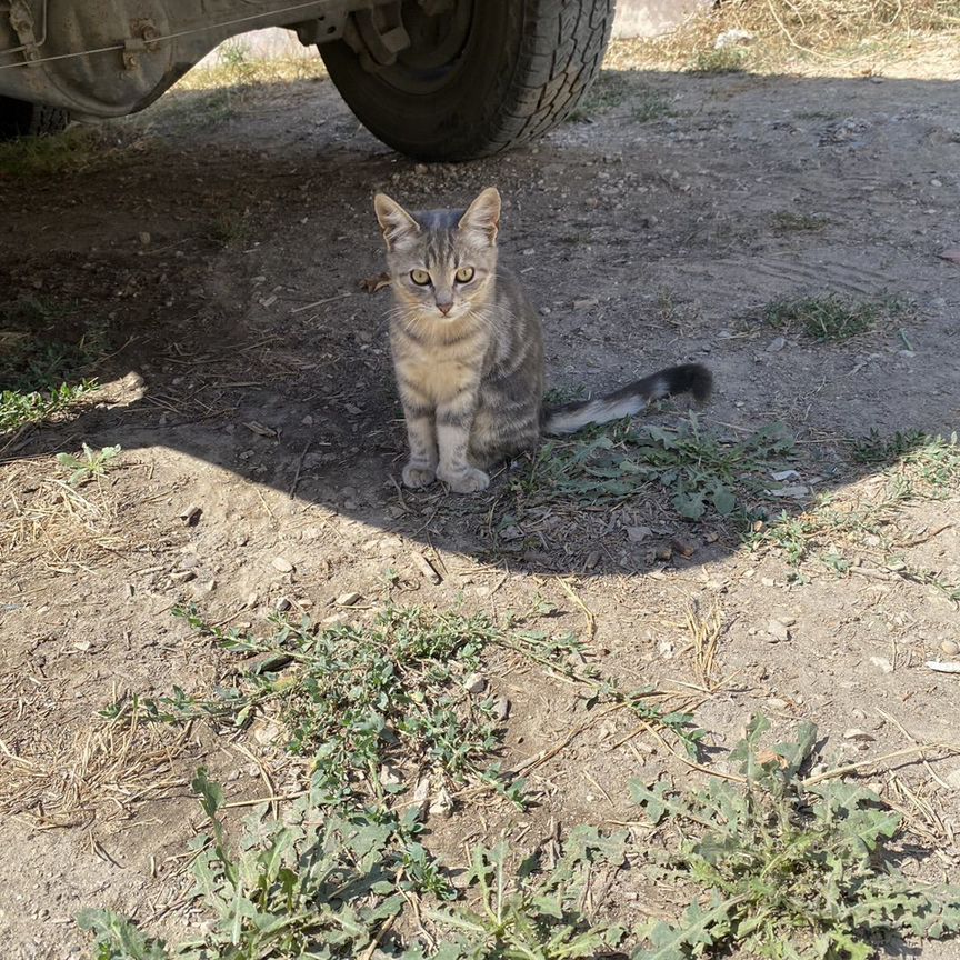 Эти котята ждут своих хозяев