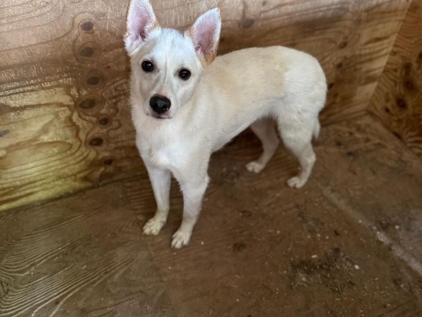 Собака Малыш Лотос