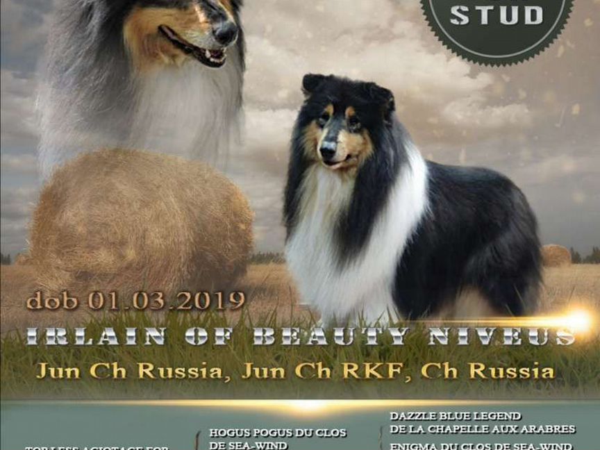 Колли д/ш триколор