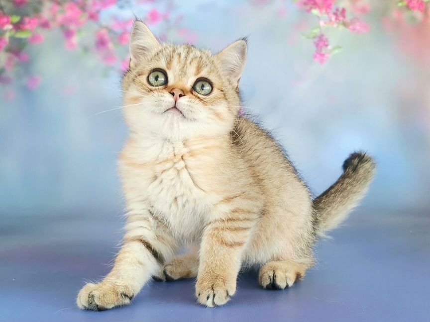 Игривый мальчуган