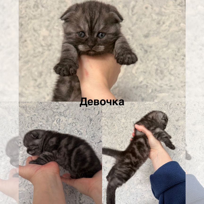 Шотландский вислоухий короткошёрстный котёнок