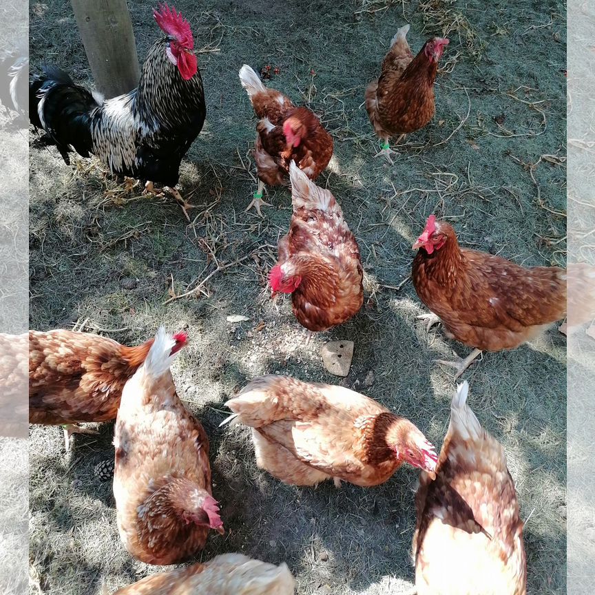 Куры несушки