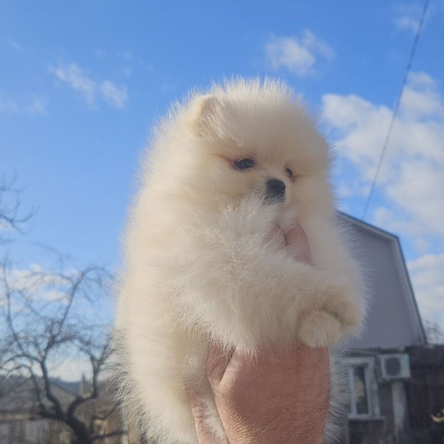 Померанский шпиц мини мишка