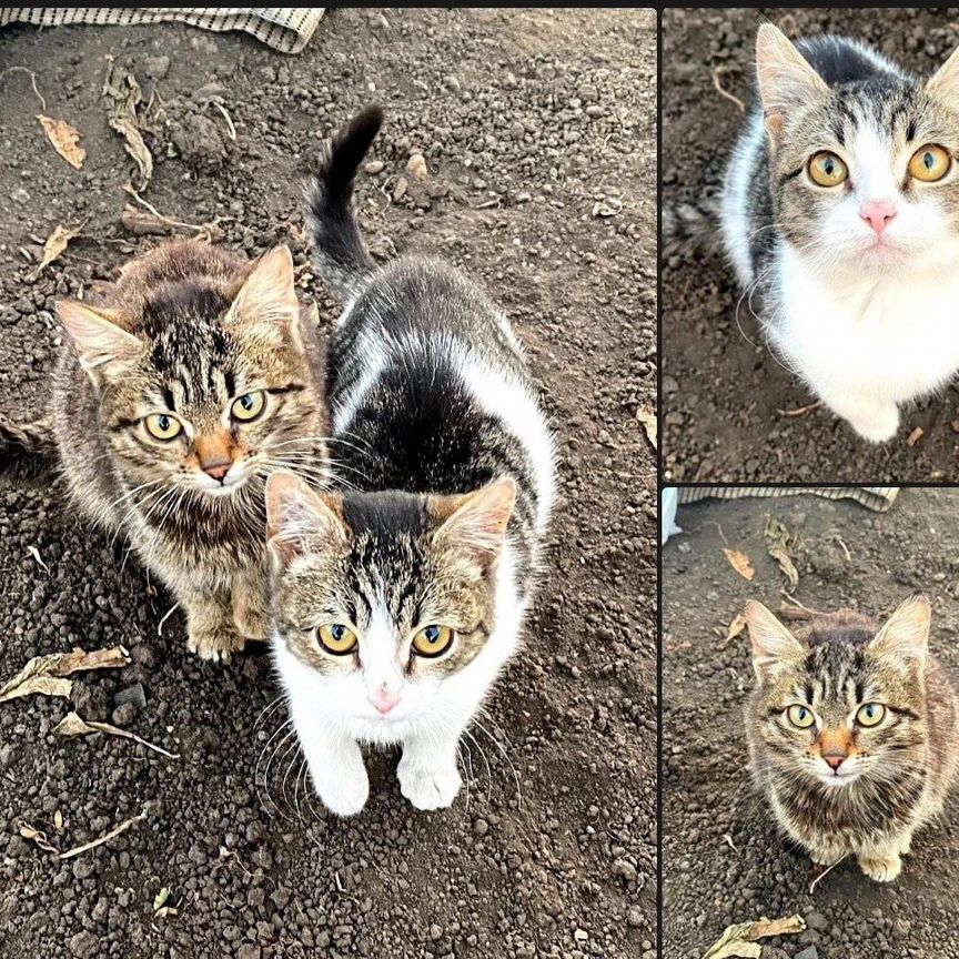 Кошки в добрые руки