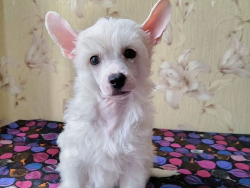 Китайская хохлатая пуховые мальчики