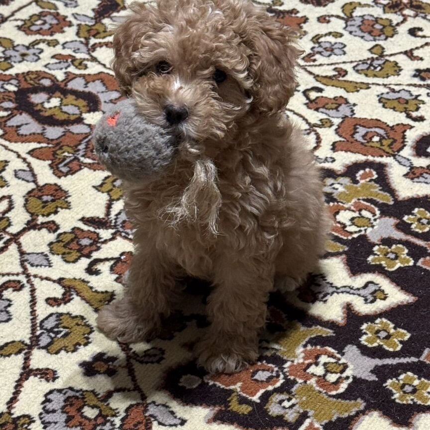 Мальтипу мини