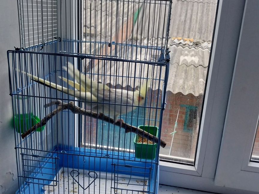 Попугай Корела 9 месяцев с клеткой и кормом