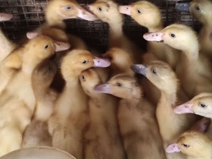 Утята подрощенные