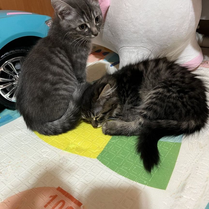 Отдам котят в добрые руки,бесплатно