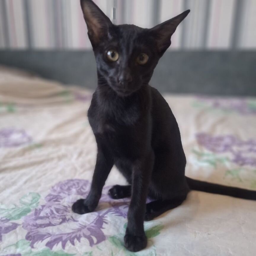 Ориентальный котёнок