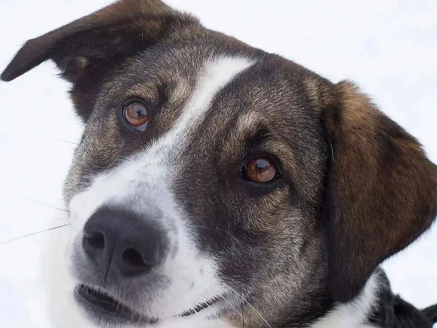 У Ирэй умерла хозяйка. Малышка ждёт любящую семью