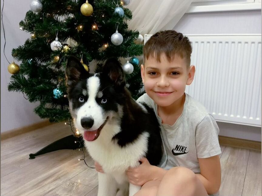 Якутская лайка