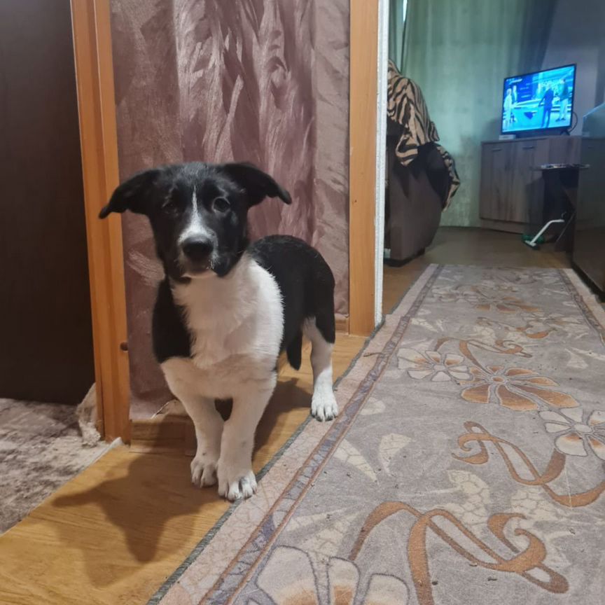 Щенок в добрые руки