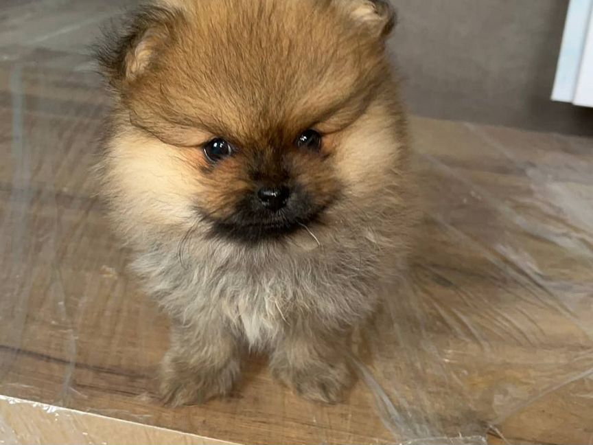 Щенки шпиц померанец