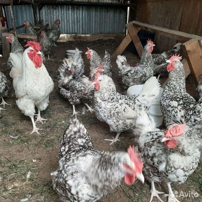 Семья Пушкинских кур