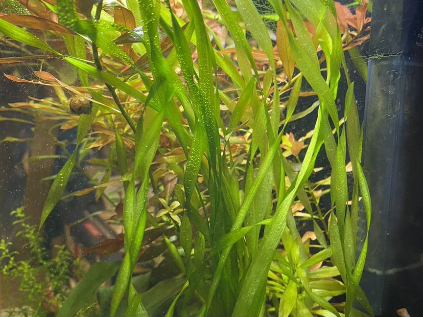 Валиснерия спиральная и Людвигия аквариумные