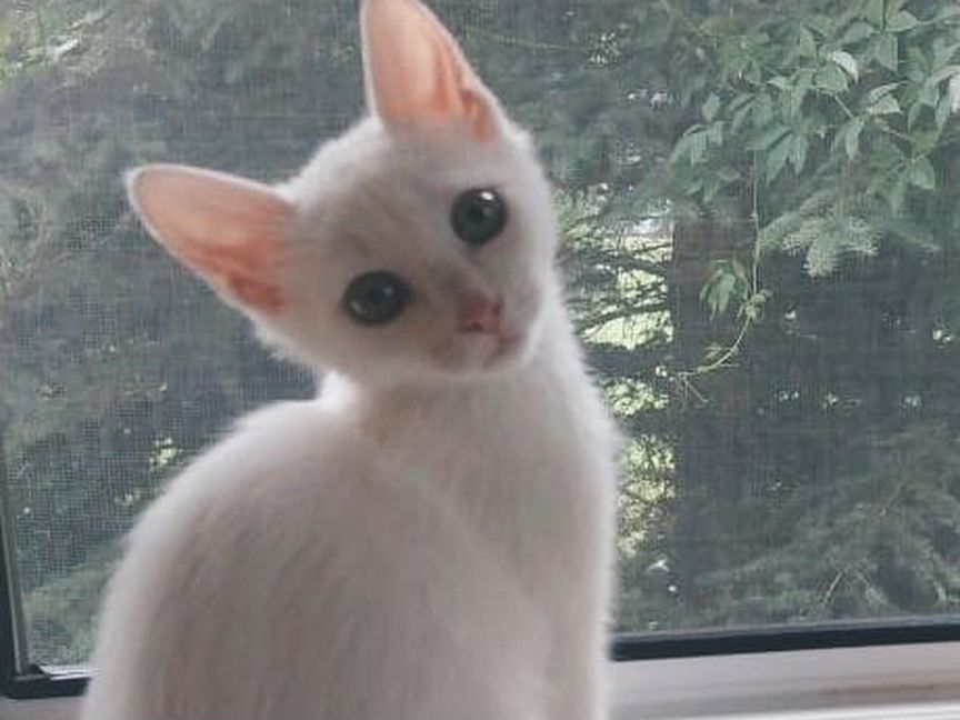 Белоснежный котёнок в добрые руки