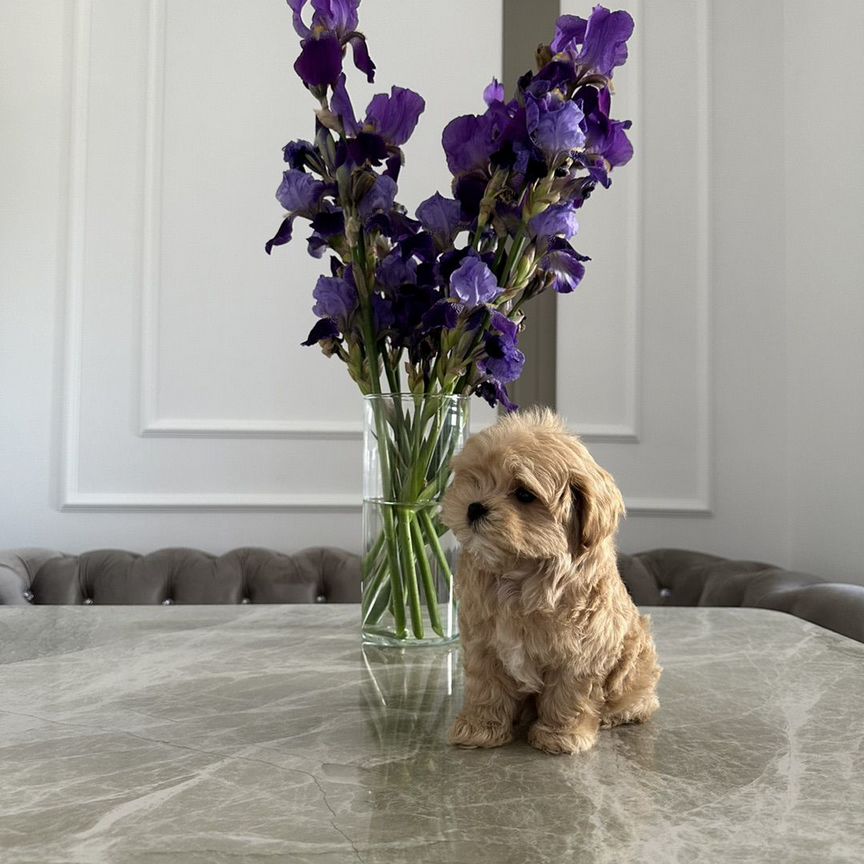 Мальтипу мини