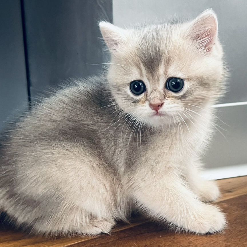 Голубая шиншилла мальчик лиловый ау 25 ау 11