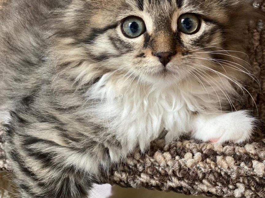 Сибирские котята