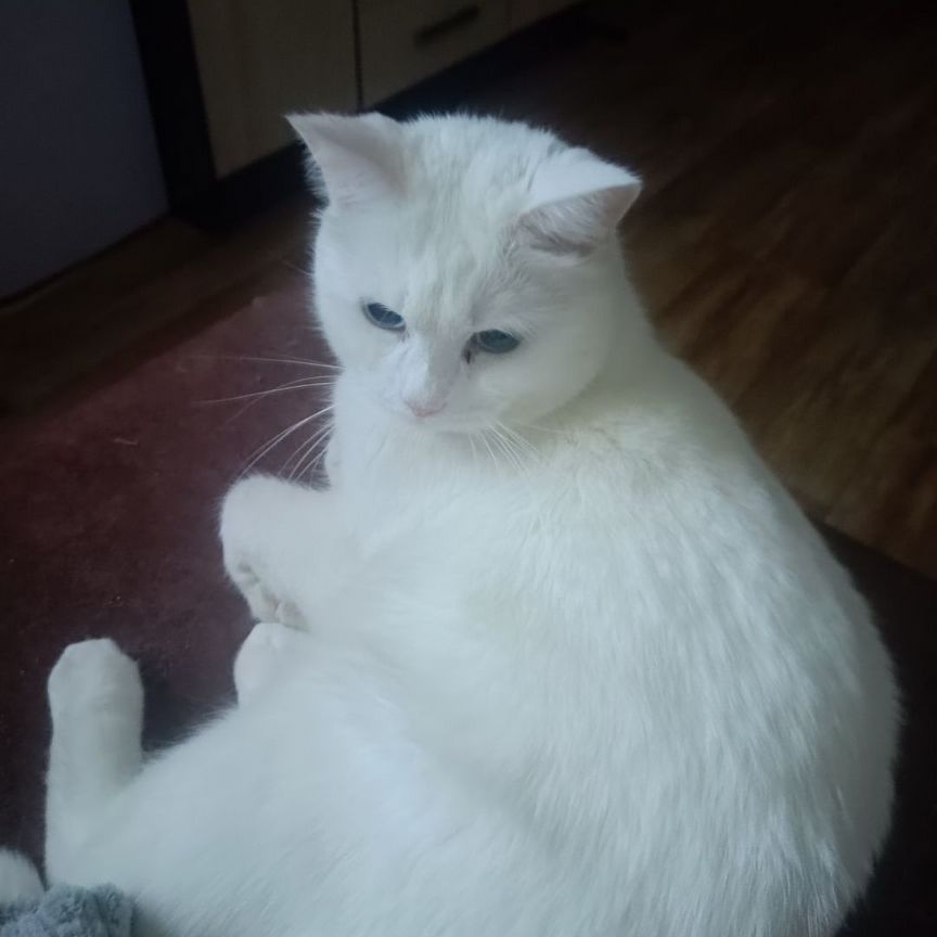 Кот турецкий ван
