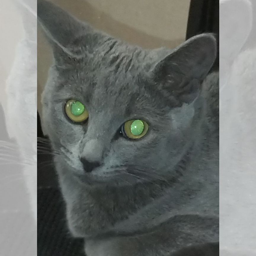 Сиамский котёнок