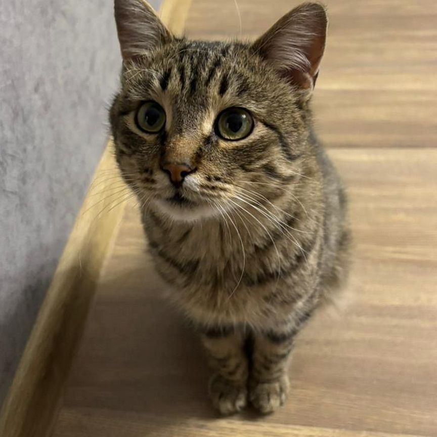 Азиатская табби котёнок