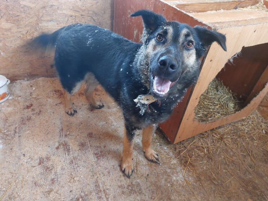 Криса спасли от усыпления