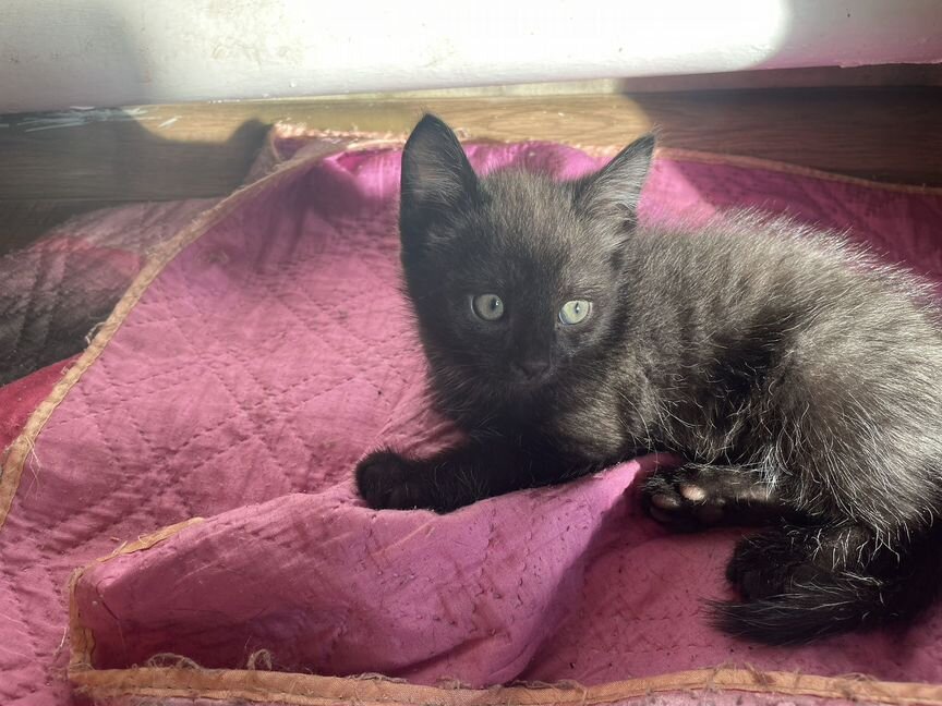 Котята в добрые руки бесплатно