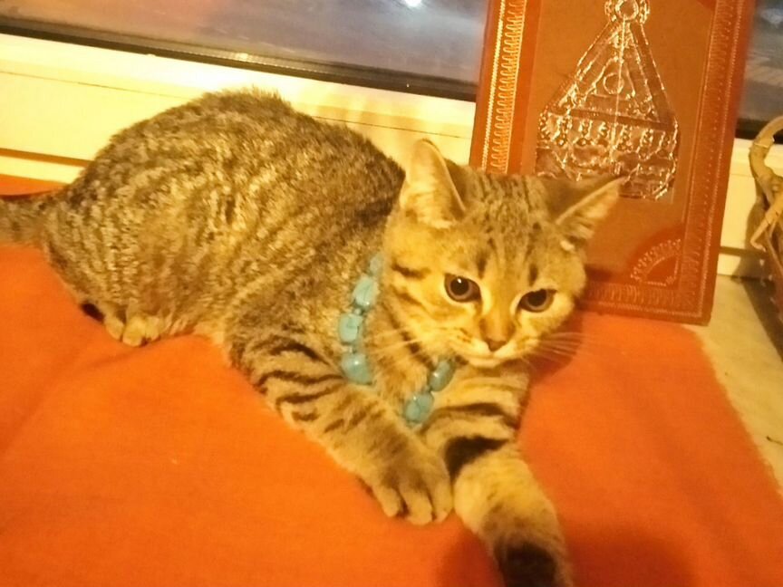 Британский котик