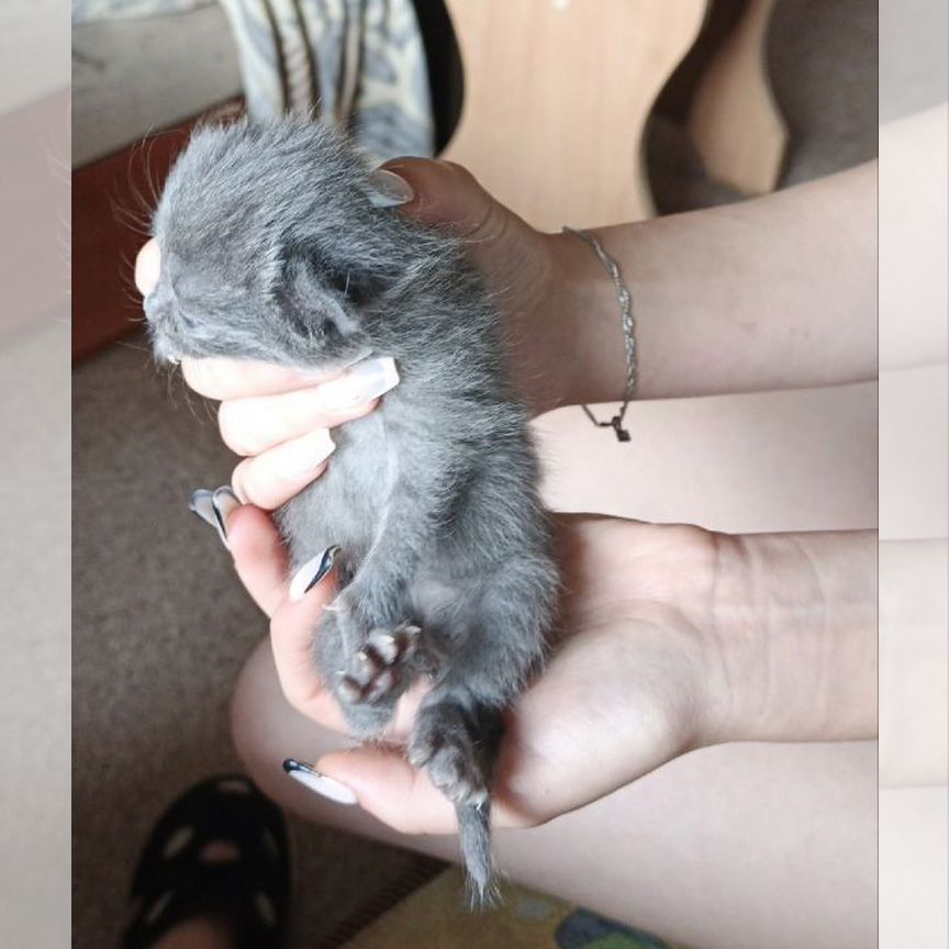 Отдам бесплатно котят