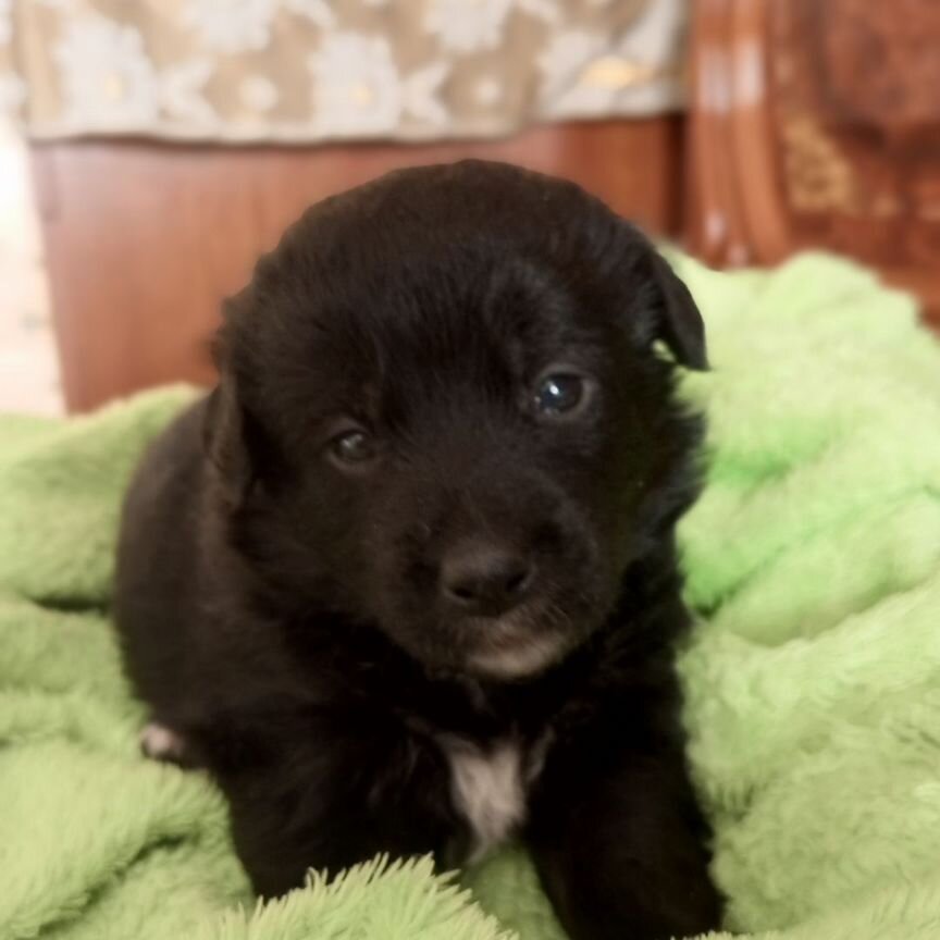 Щенки немецкой овчарки в добрые руки