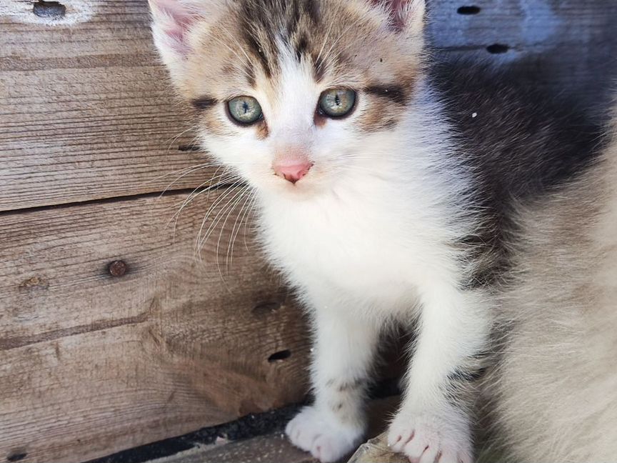 Котята в добрые руки