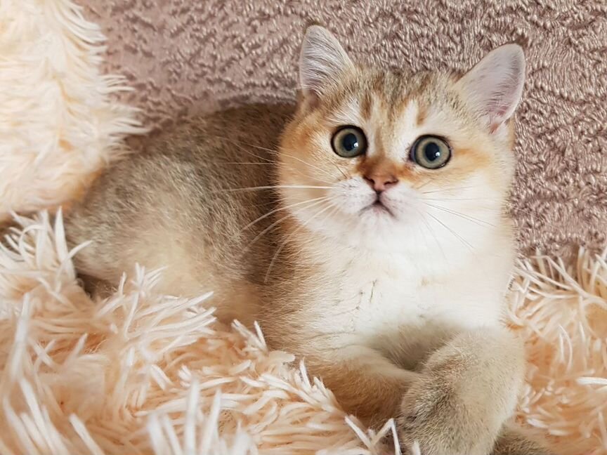 Шотландские котята