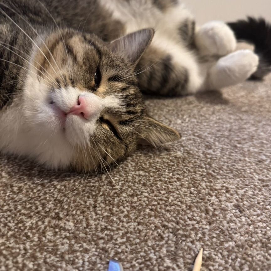 Кот 8 мес
