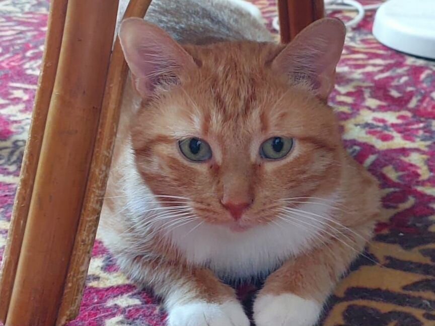 Микки Мурк ждёт своего человека