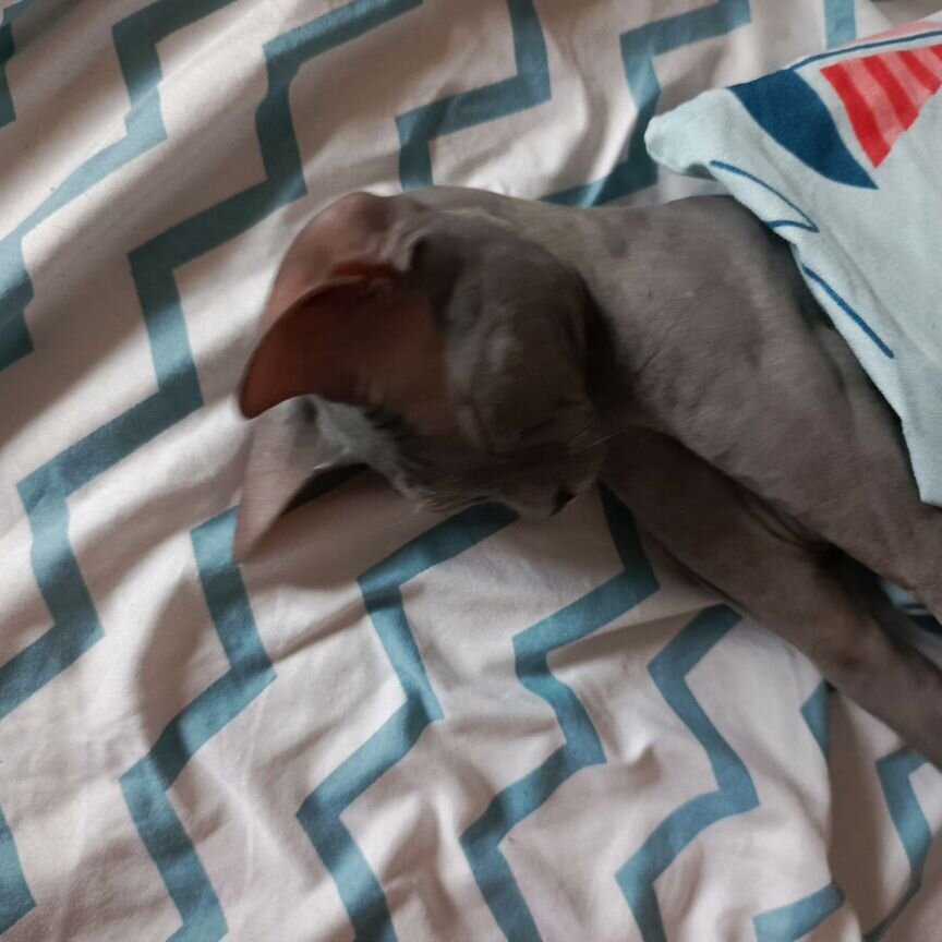 Кошечка сфинкс браш