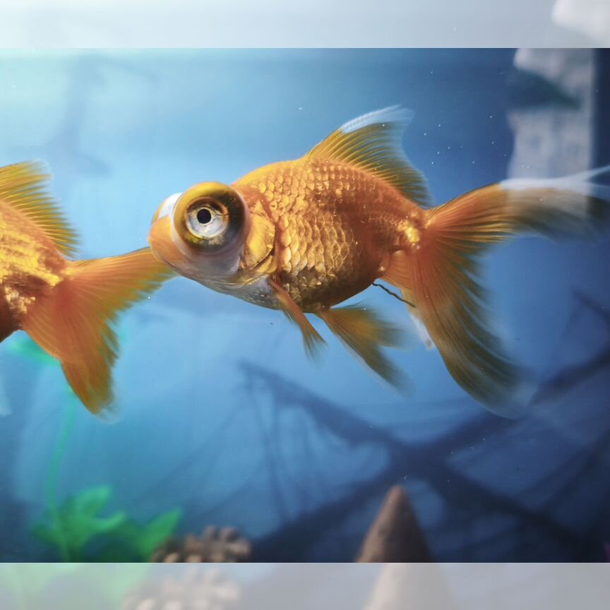 Золотые рыбки, телескоп