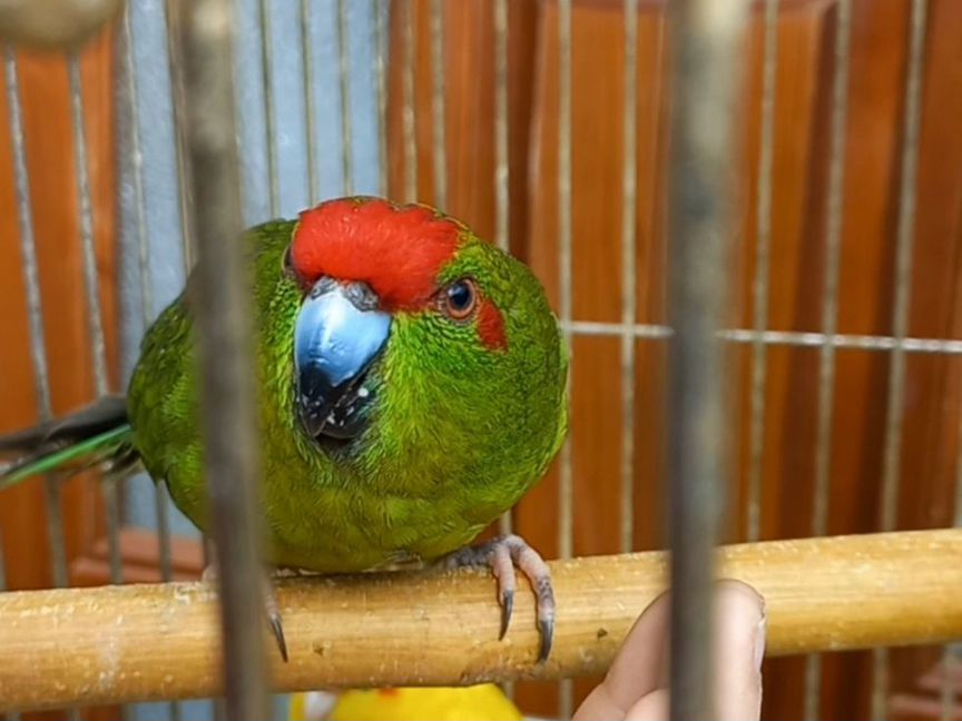 Птенцы Какарика 3-4мес