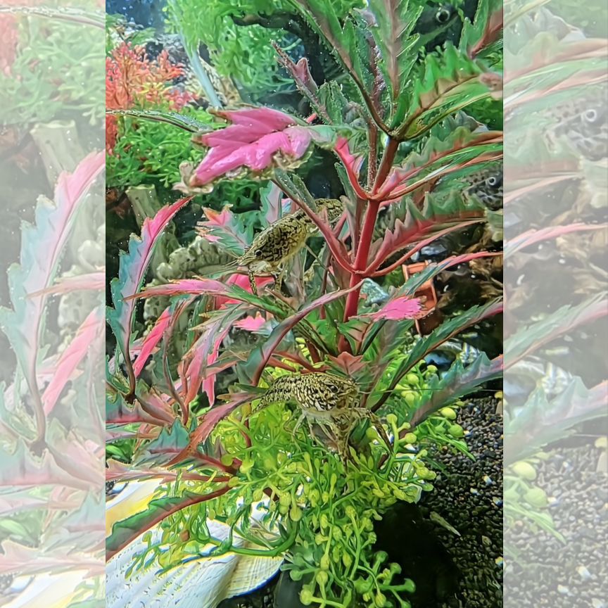 Продаются карликовые мексиканские раки