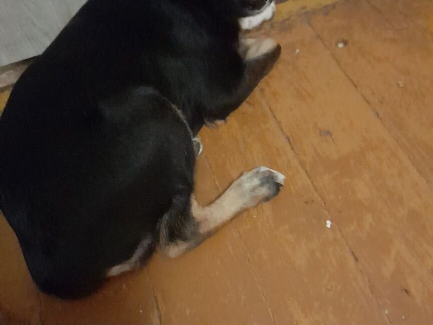 Домашние животные собаки